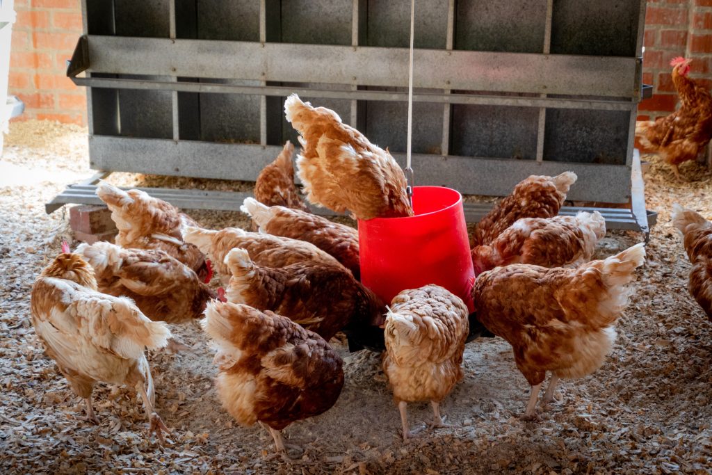 Build a chicken feeder on the cheep cheep cheep - Backwoods Home Magazine