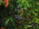 Oregon Grape Jam - Backwoods Home Magazine