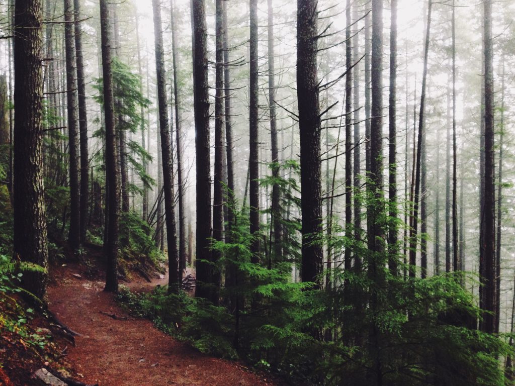 How to Build a Trail - Backwoods Home Magazine