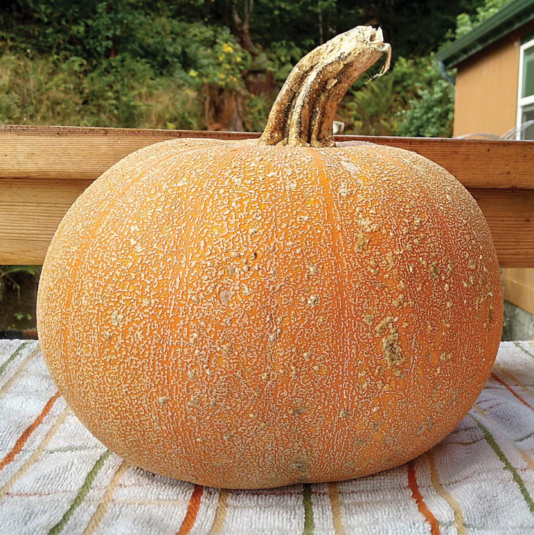 Grow some winter squash this year - Backwoods Home Magazine