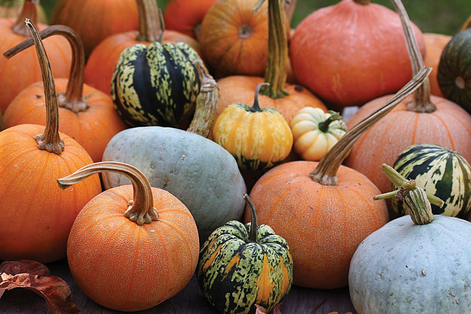 Grow some winter squash this year - Backwoods Home Magazine