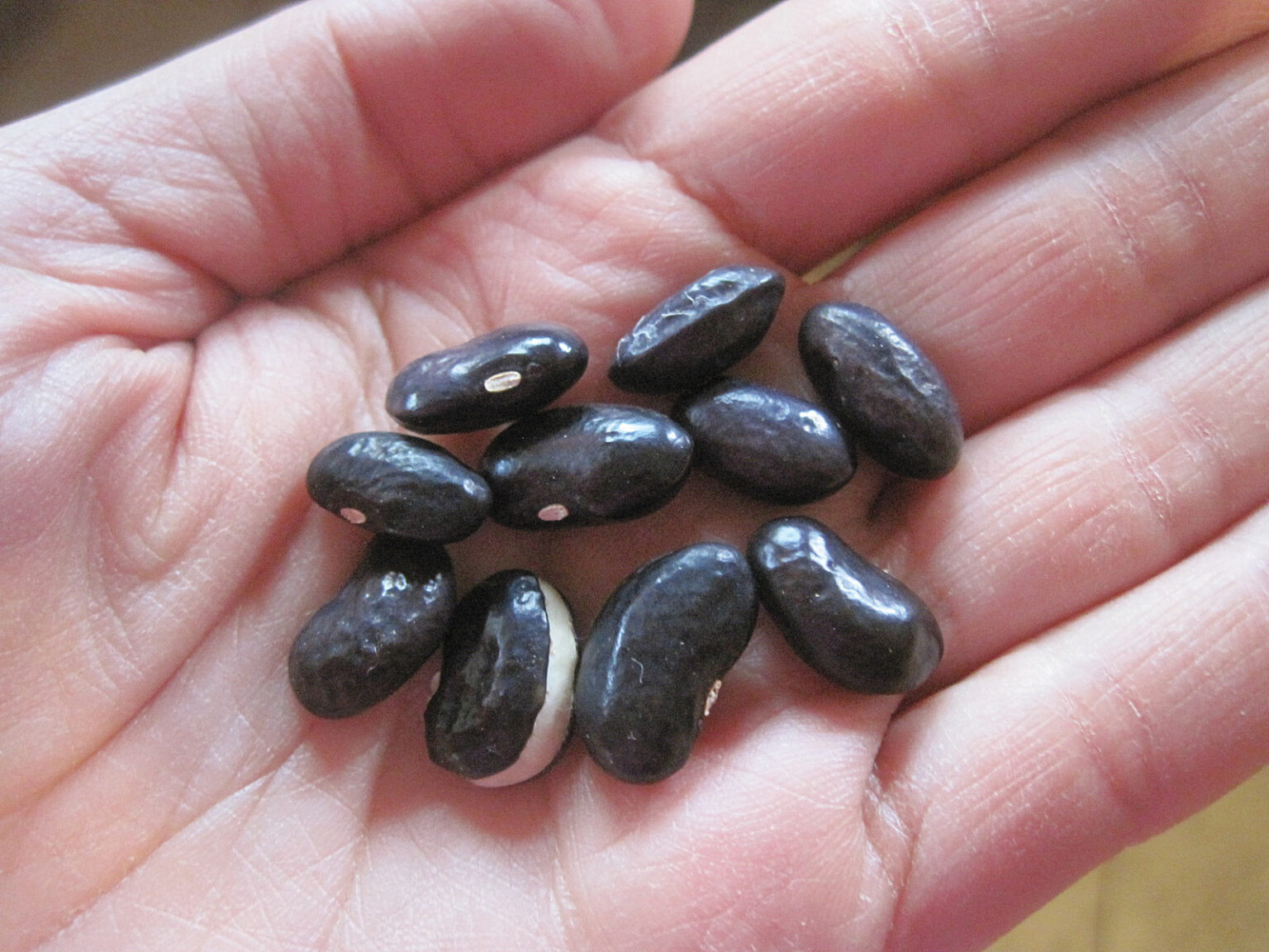 Tracing a bean - Backwoods Home Magazine