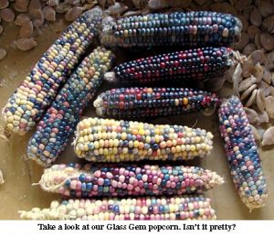 We actually got some Glass Gem corn