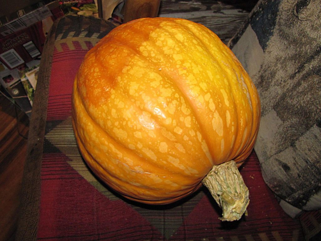 Wow! A new variety of squash!