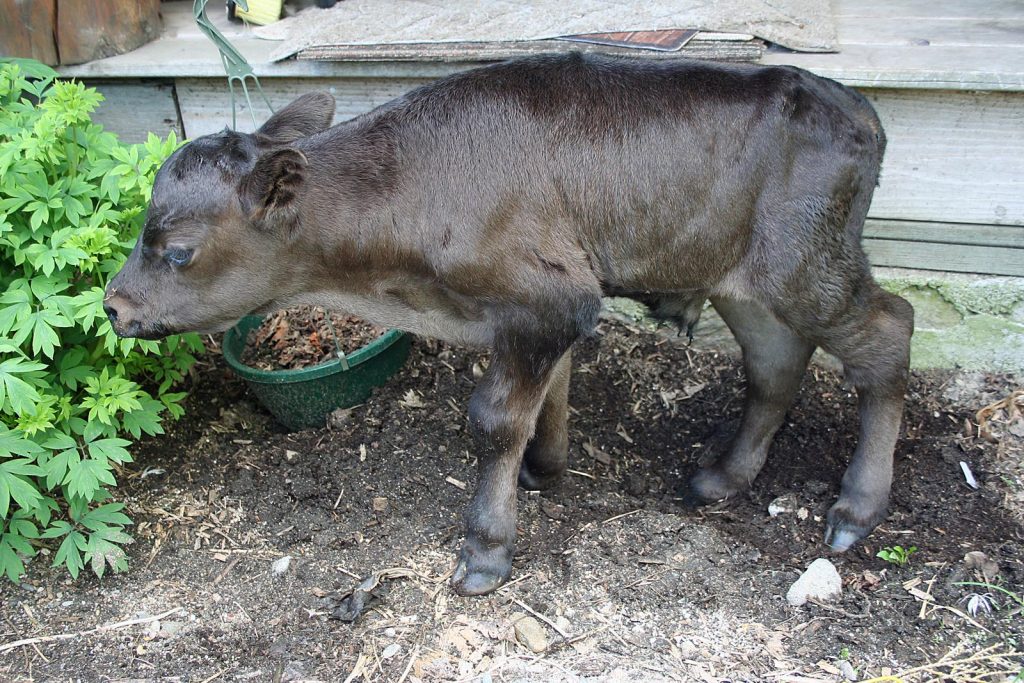 The weak calf is walking