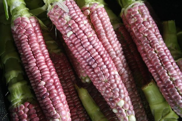 Every day is a harvest day now