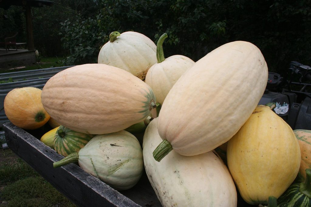 My very best pumpkin pies are made of squash