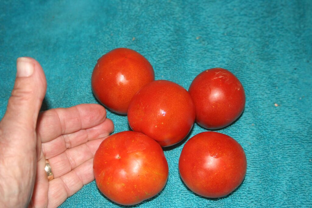 So far, I’ve got 15 freezer bags of beautiful cauliflower