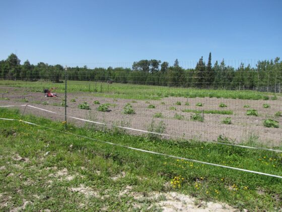 It’s planting, planting, planting time