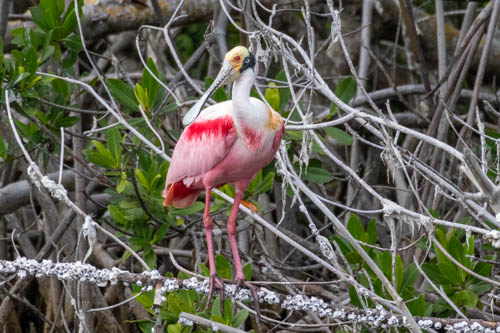 THE MAGNIFICENT FRIGATE BIRD…AND OTHERS
