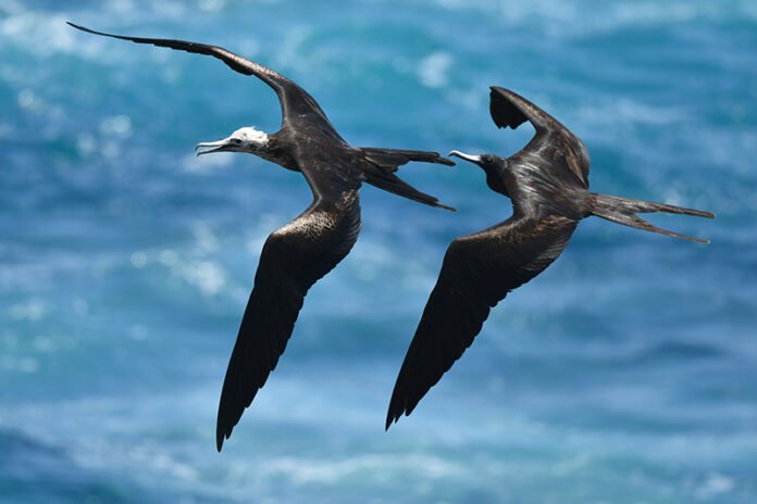 THE MAGNIFICENT FRIGATE BIRD…AND OTHERS